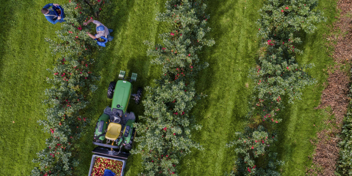 Our Orchard - Attyflin Estate